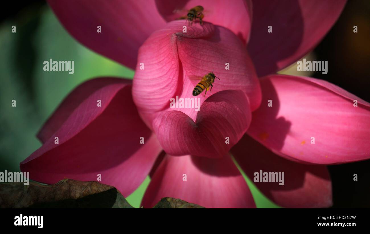 Close-up photos of Lotus flower and bees Stock Photo - Alamy