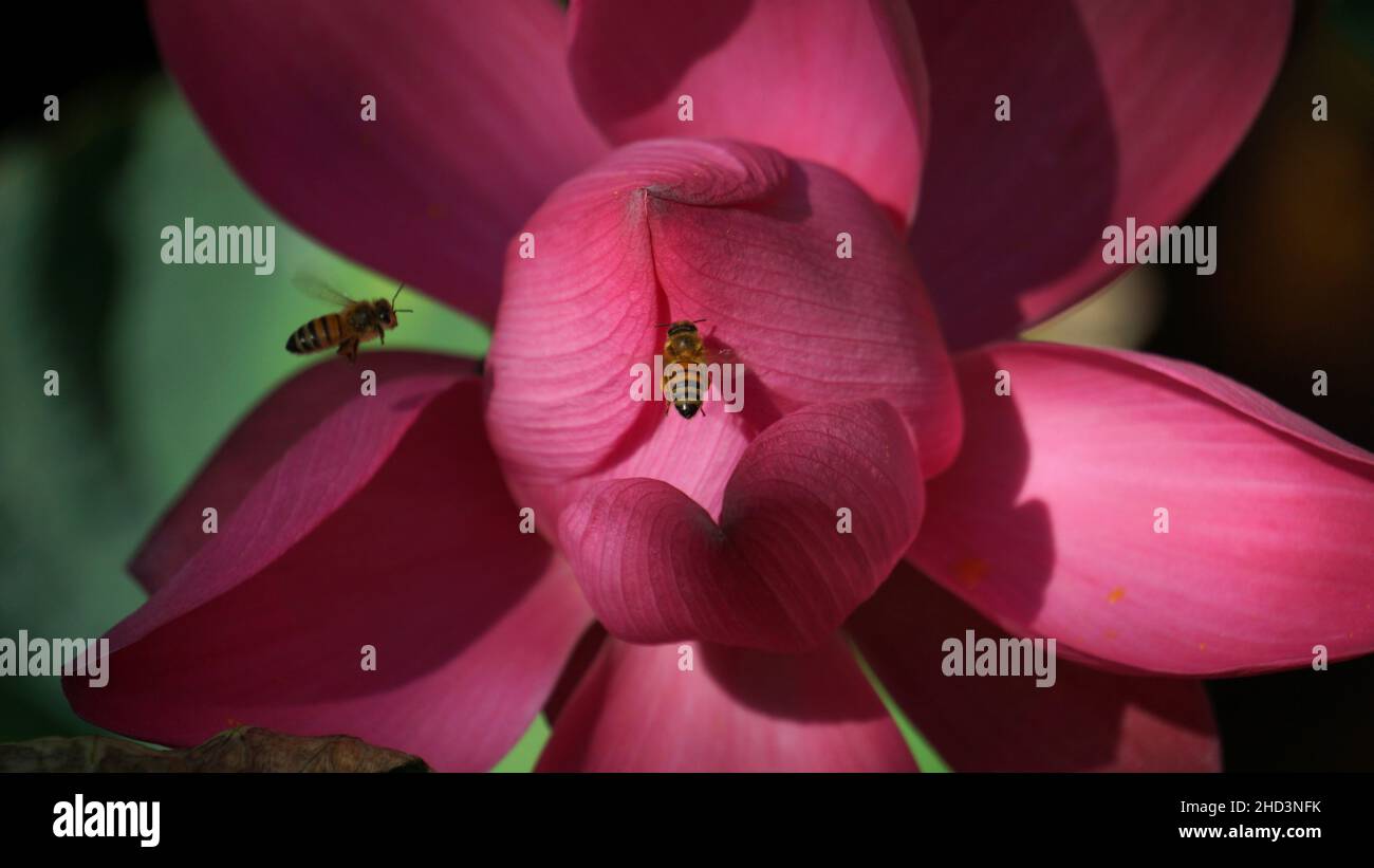 Close-up photos of Lotus flower and bees Stock Photo - Alamy