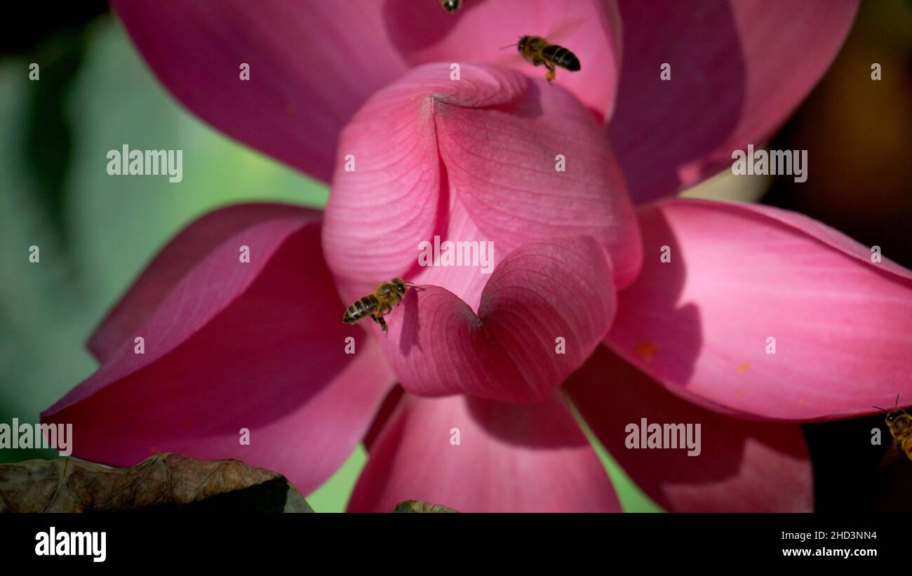 Close-up photos of Lotus flower and bees Stock Photo - Alamy