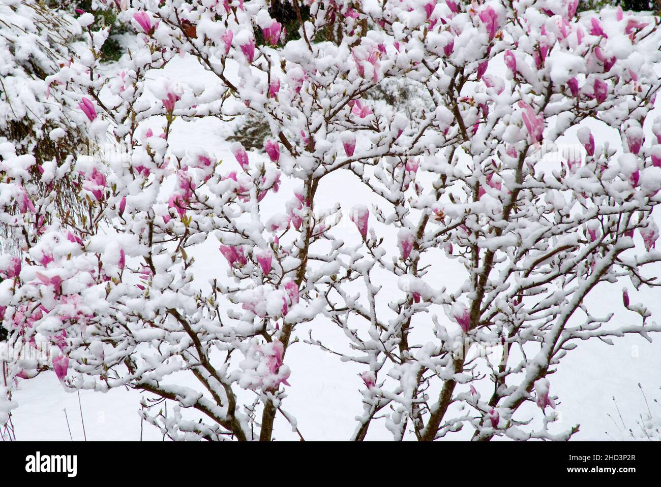 Magnolia trees in english garden hi-res stock photography and images ...