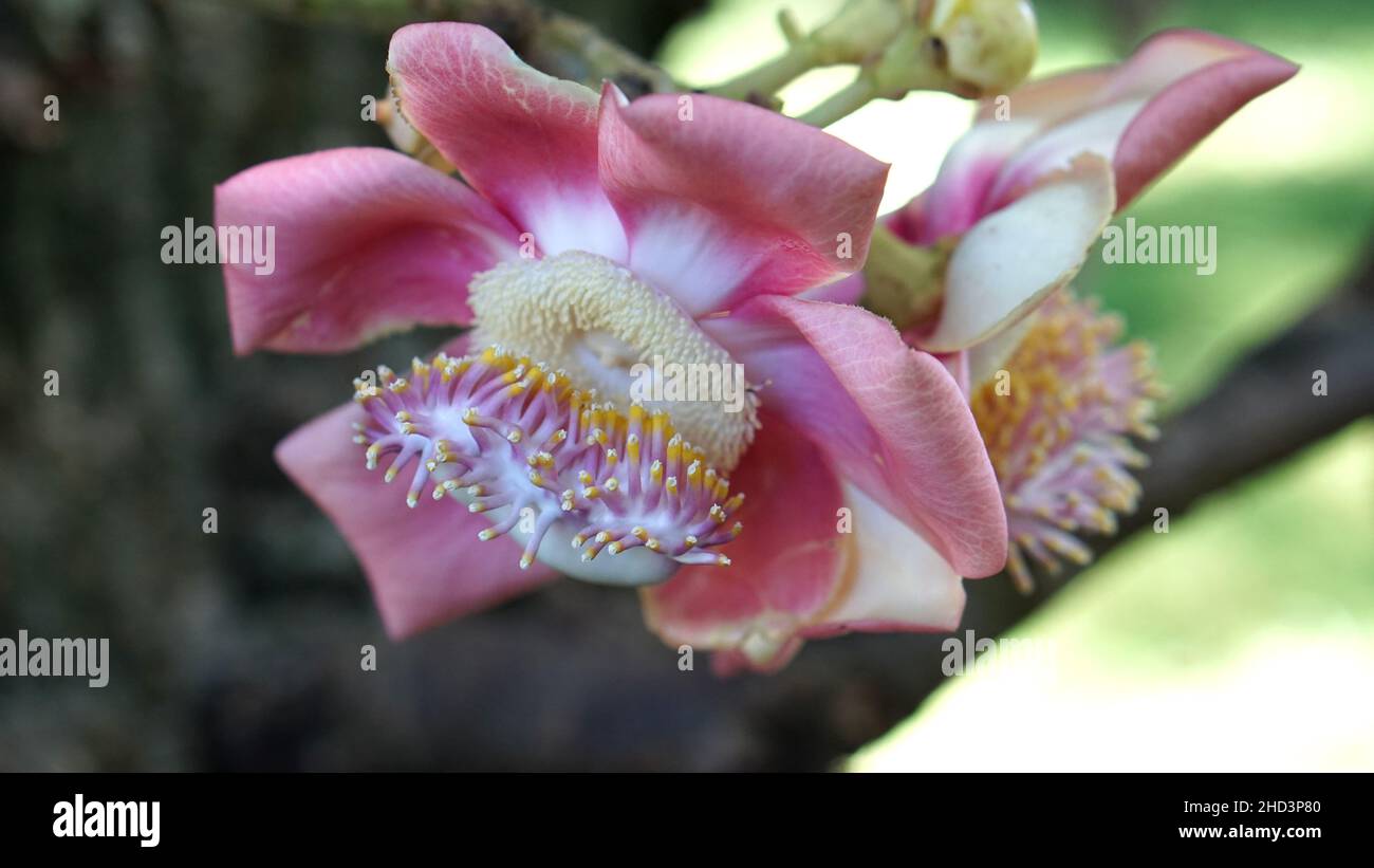 Cloe-up photos of Cannonball tree flowers Stock Photo - Alamy