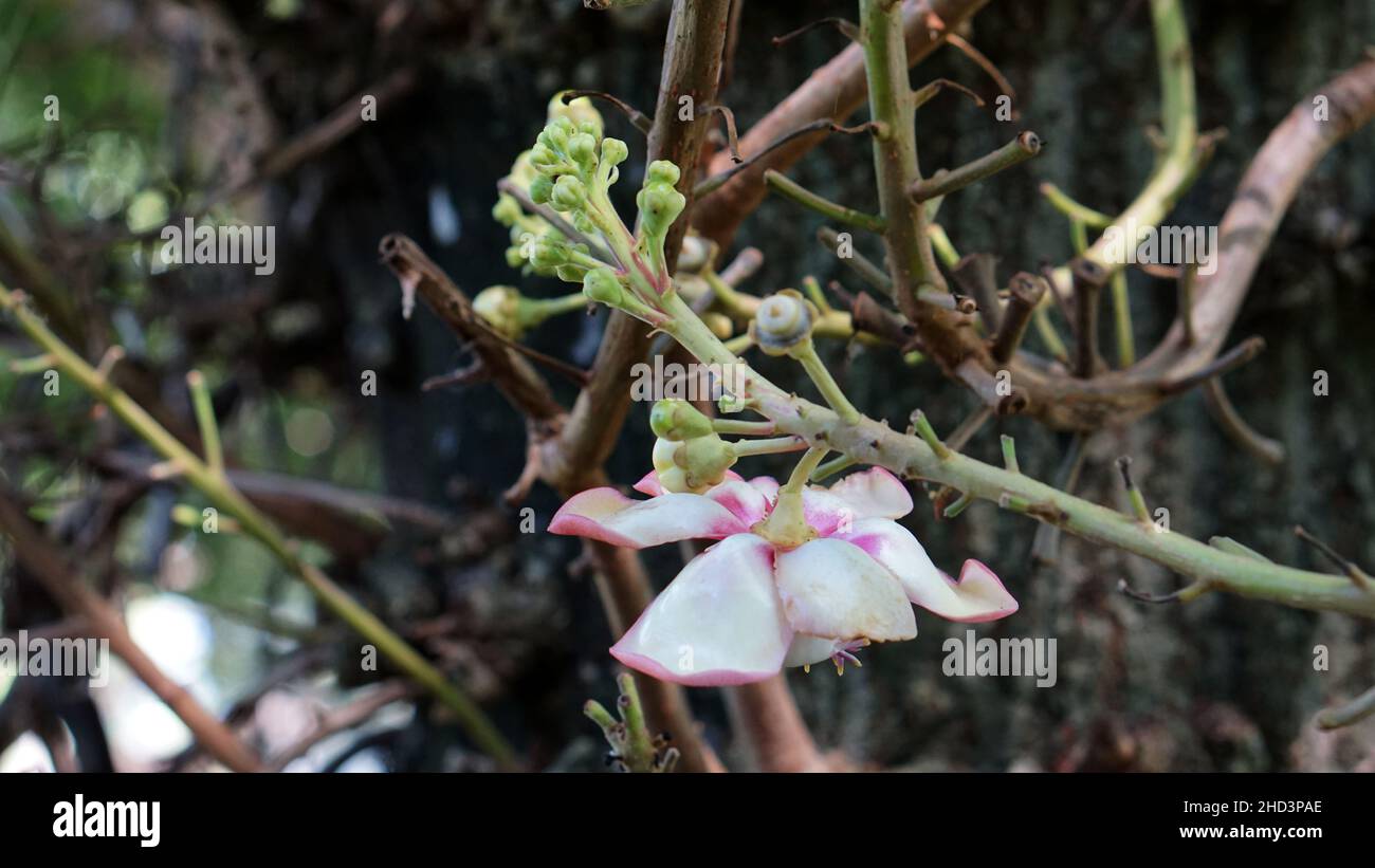 Flowers tree photos hi-res stock photography and images - Alamy