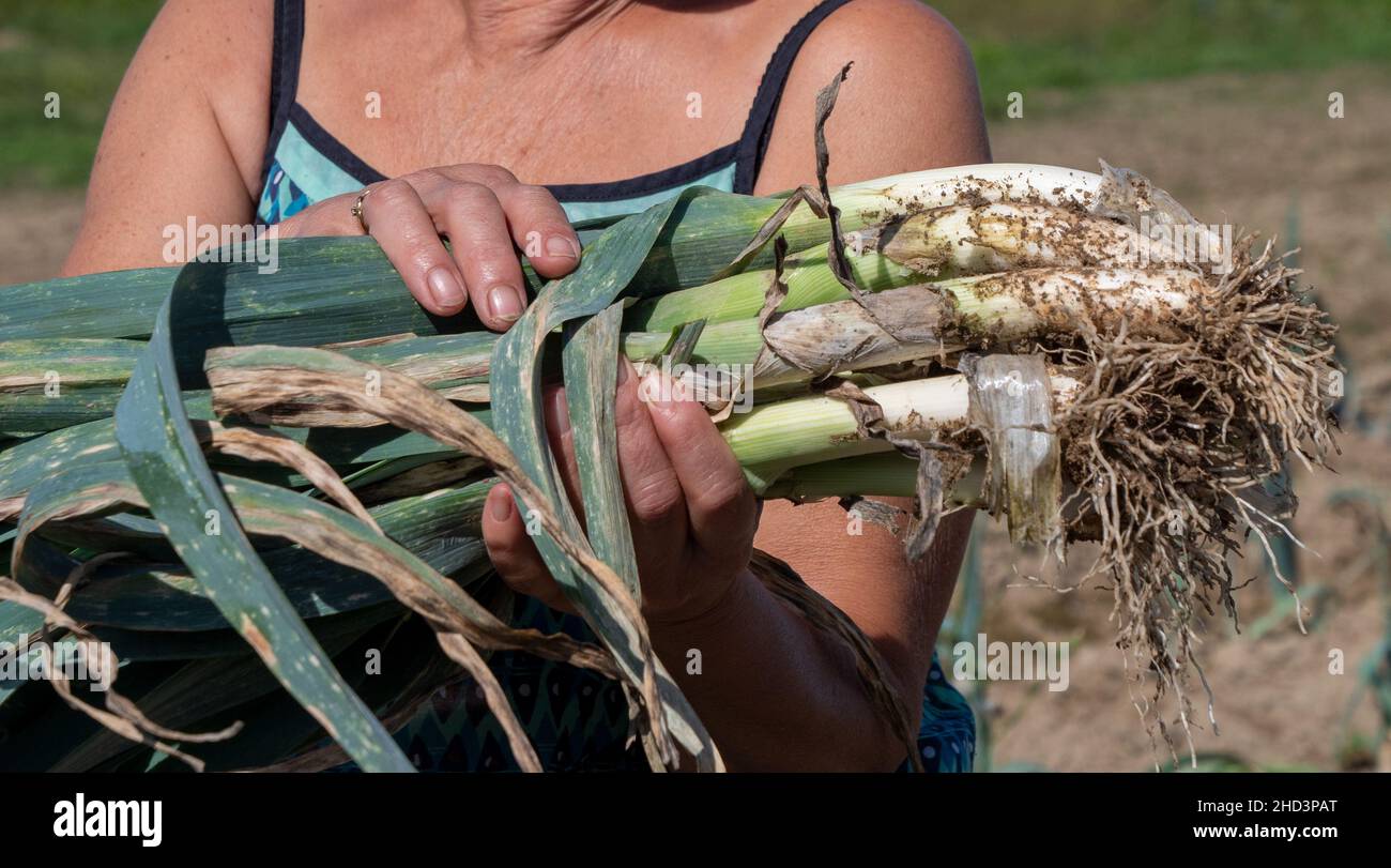 Woman holding raw leeks hi-res stock photography and images - Alamy