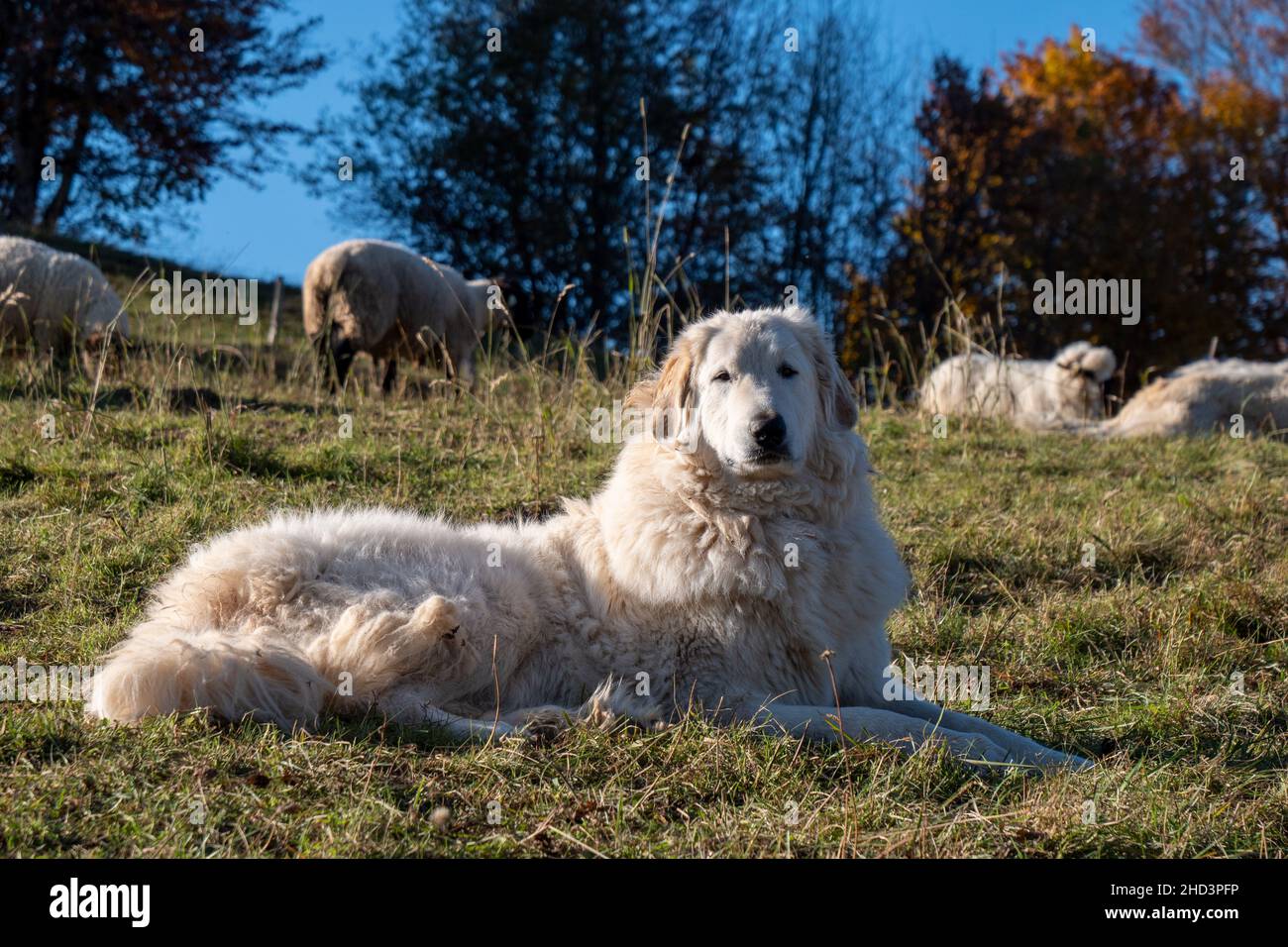 a Shepherd dog guarding the sheep flock Stock Photo - Alamy