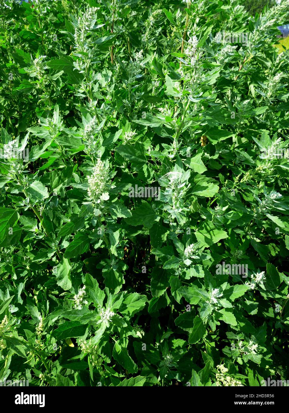 Atriplex fera bush, Orach Atriplex hortensis with leaves, flowers ...