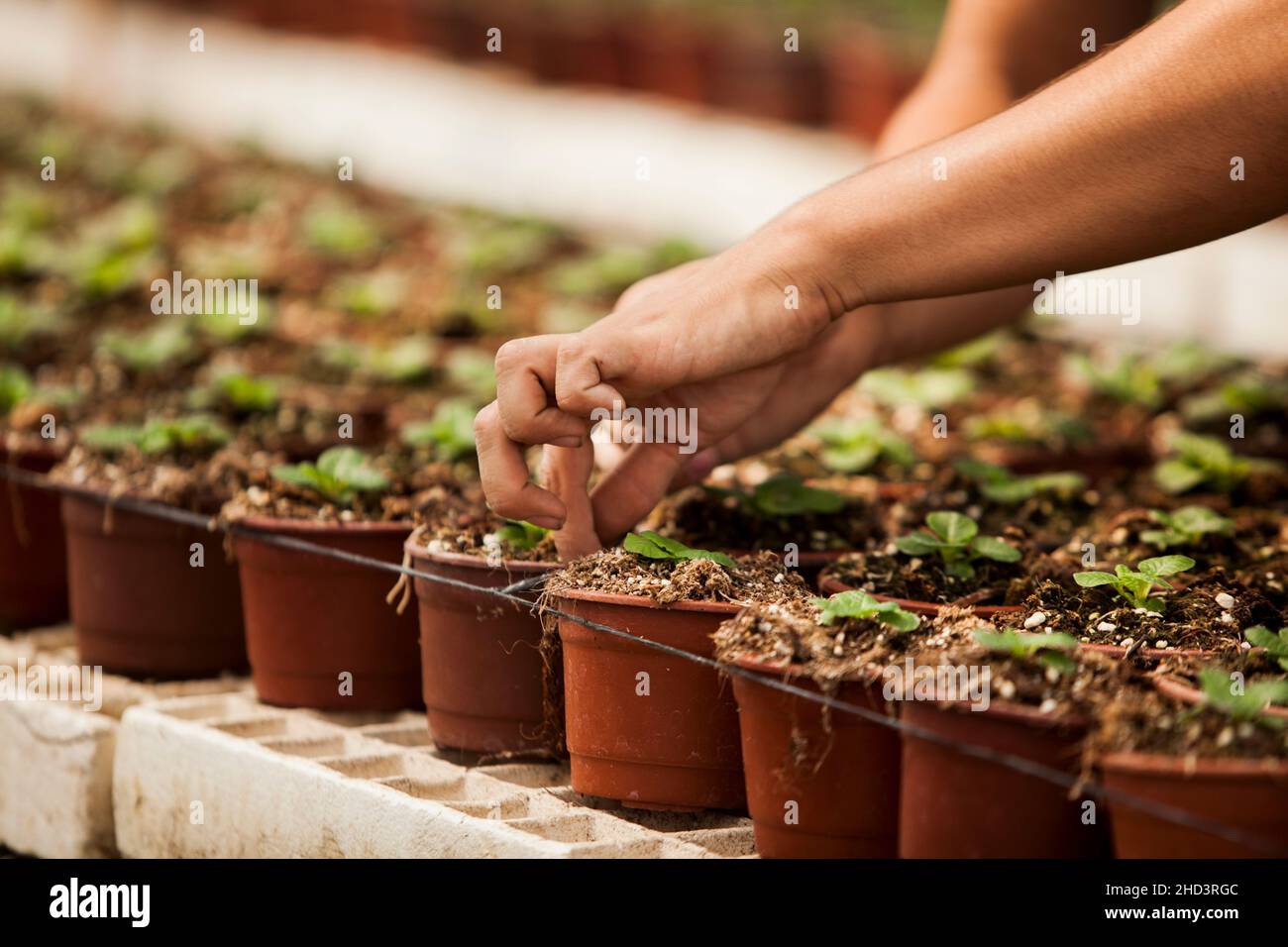 Hand of gardener holds seedling of small plant n her hands inside a ...