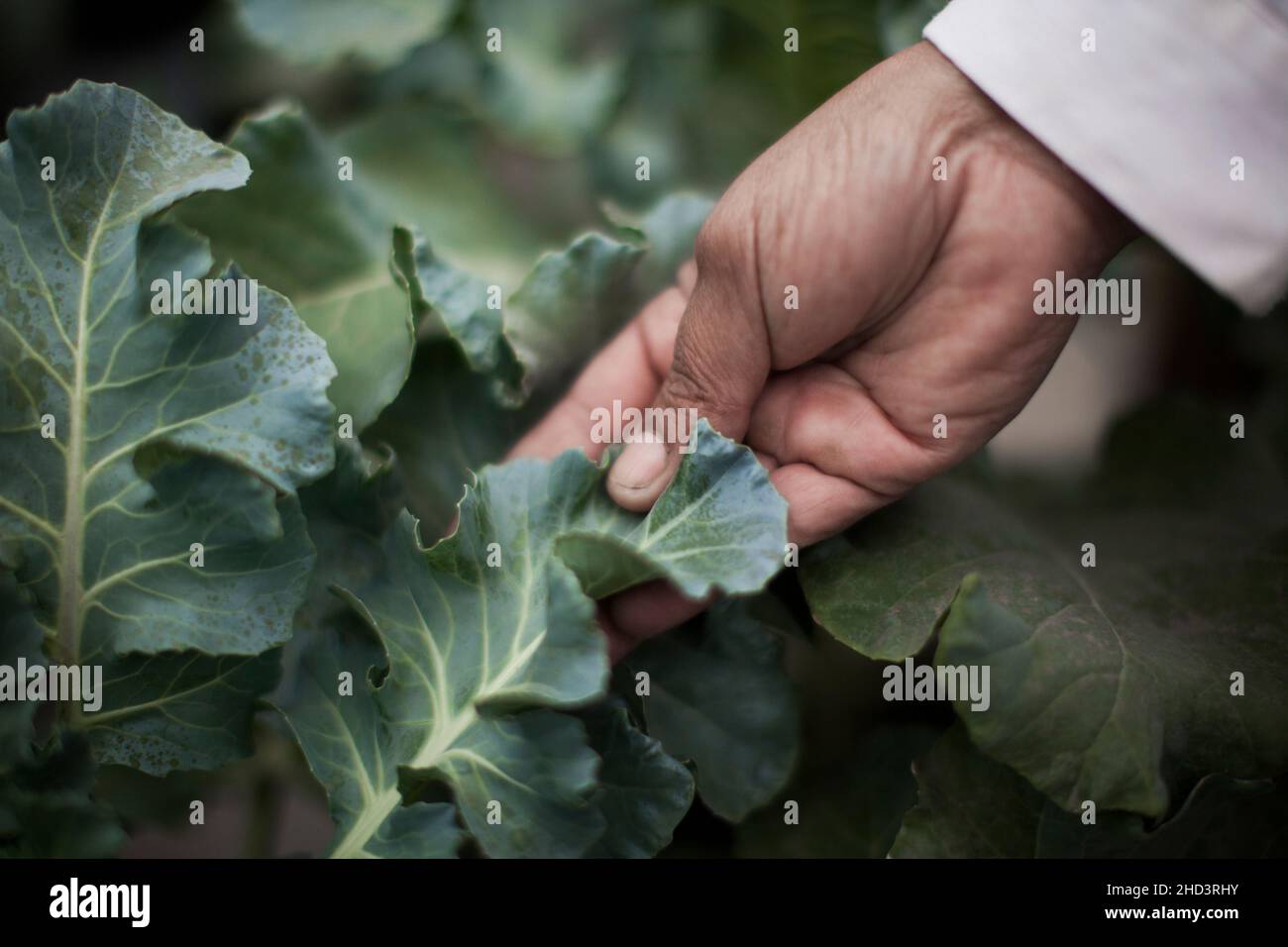 Hand of gardener holds seedling of small plant n her hands inside a ...