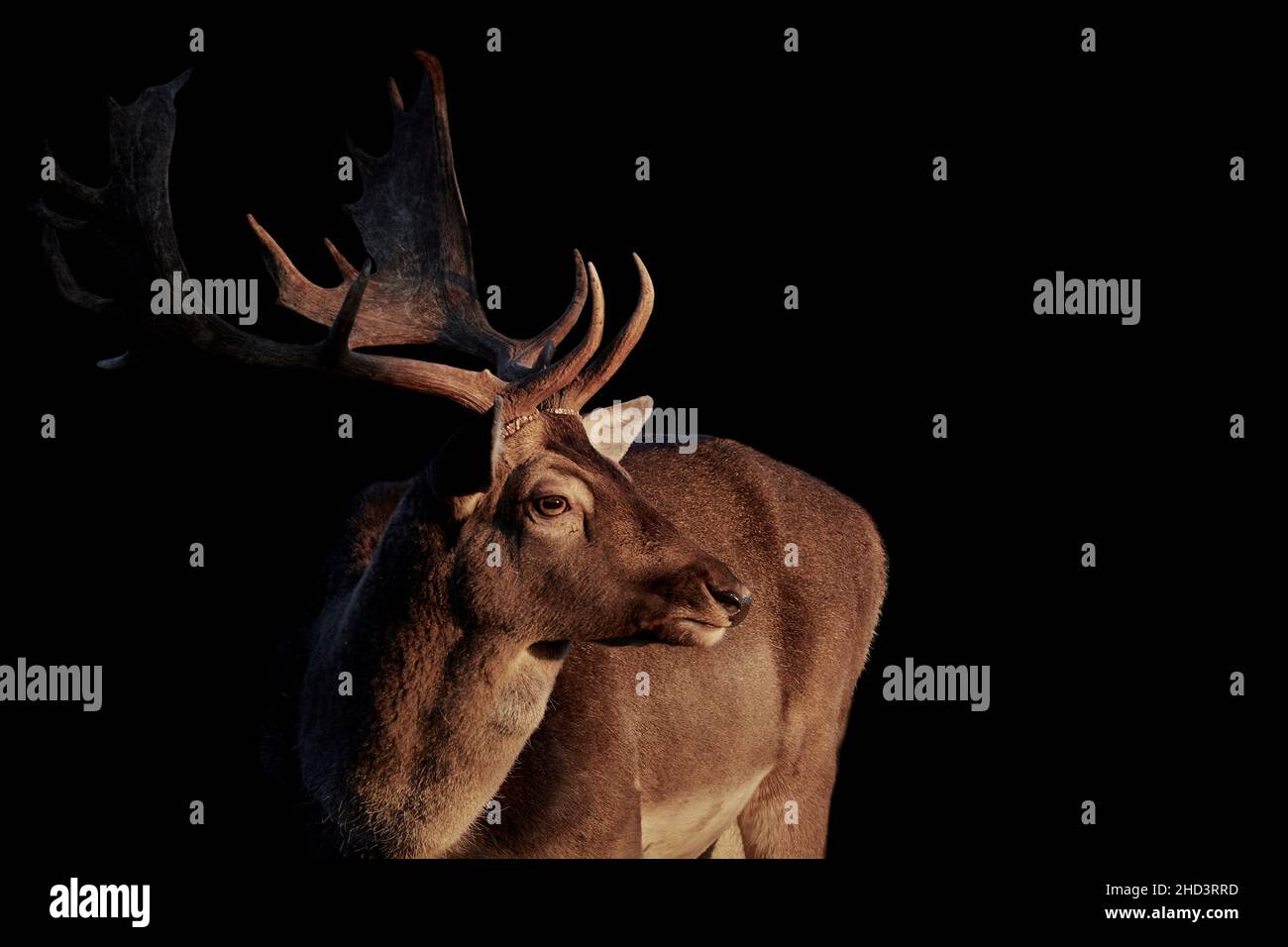 Black buck deer hi-res stock photography and images - Alamy