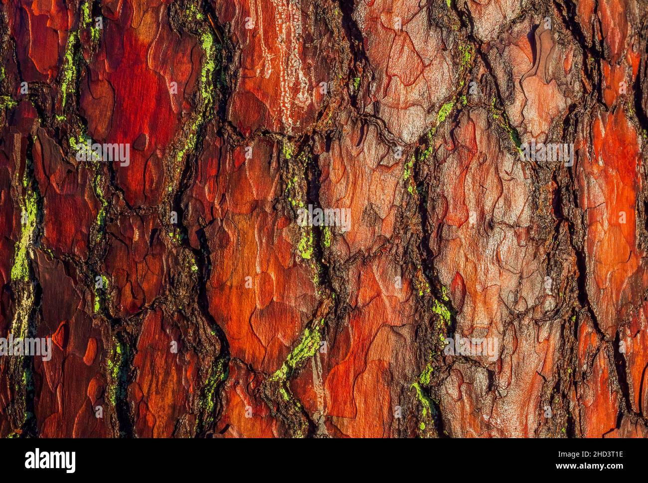 Red old tree rough bark. Trunk texture contrasts in sunny daylight ...