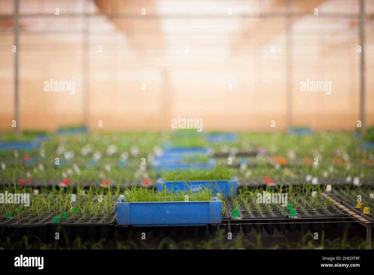 seeding in greenhouse. seeding plants greenhouse. seeding in greenhouse ... seeding in greenhouse. seeding plants greenhouse. seeding in greenhouse ...