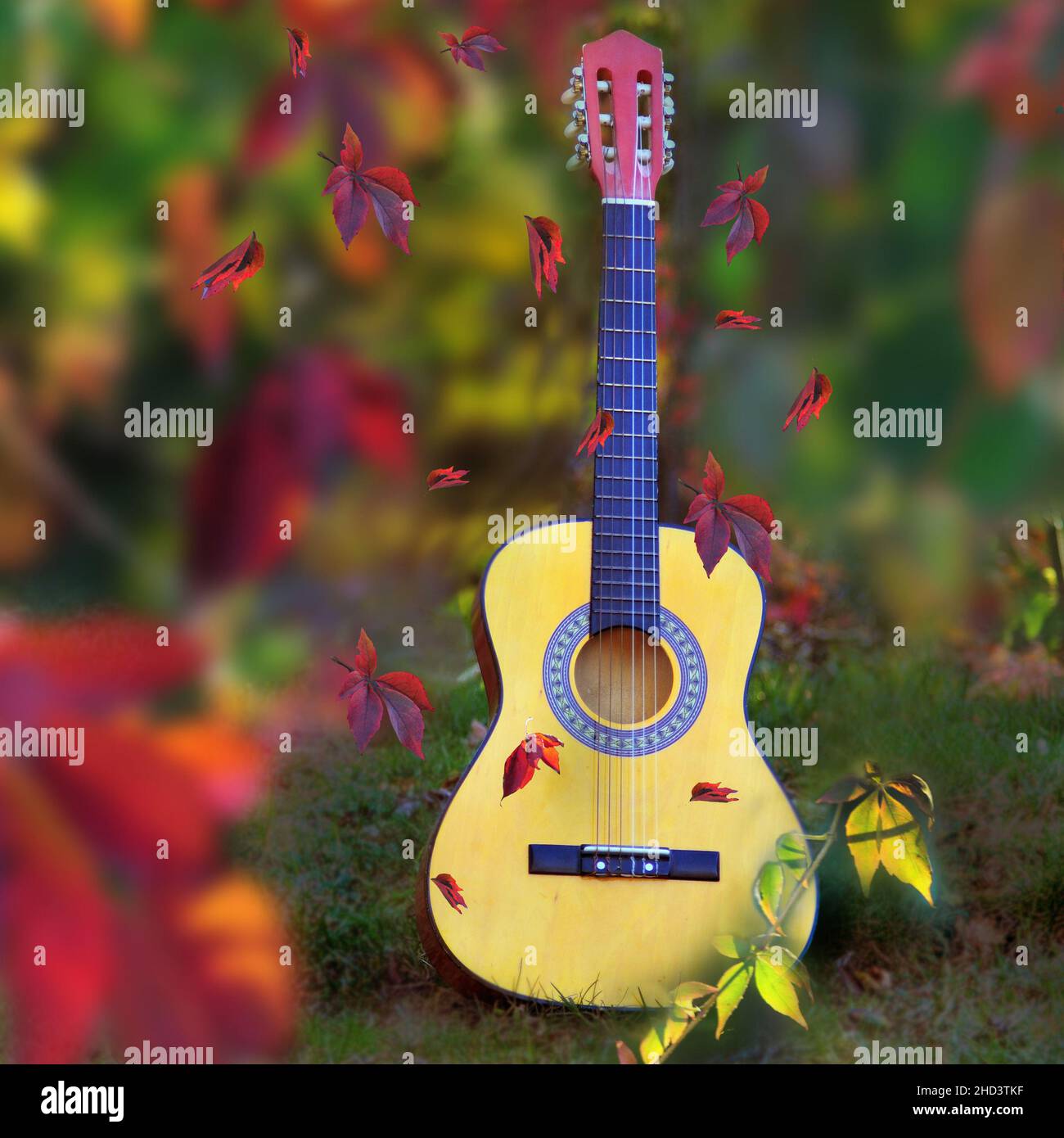 Square photo of yellow guitars in fall foliage. Leaves floating in the ...