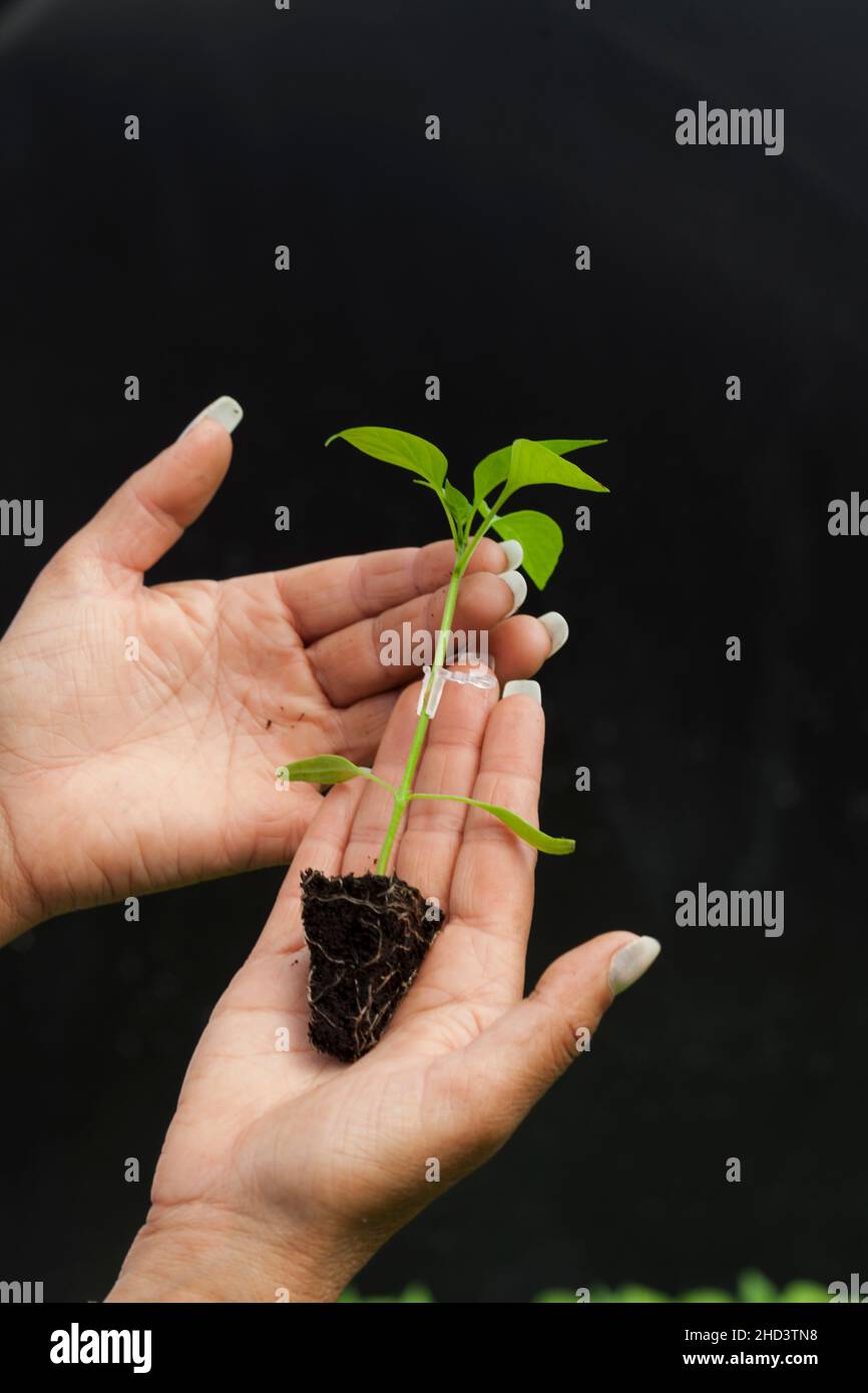 Hand of gardener holds seedling of small plant n her hands inside a ...