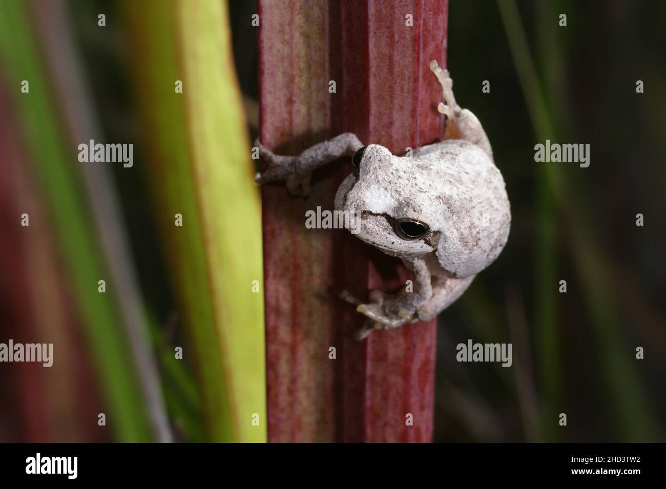 Cope's gray treefrog (Hyla chrysoscelis) on Sarracenia flava, Florida ...