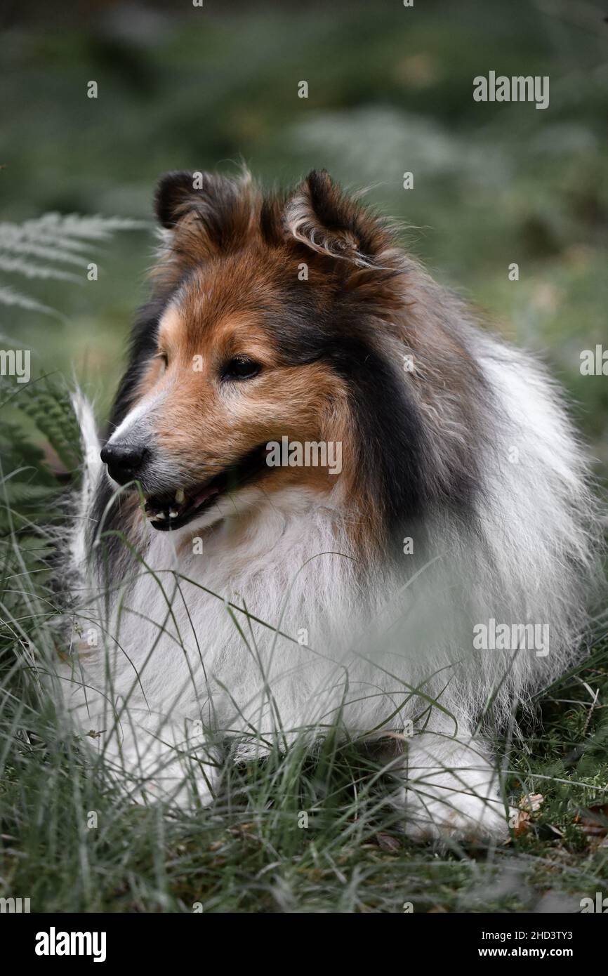 Portrait of a Sheltie Shetland Sheepdog dog lying outdoors in the ...