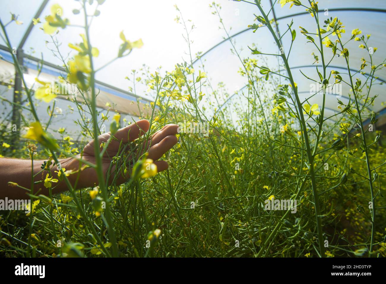 Hand of gardener holds seedling of small plant n her hands inside a ...