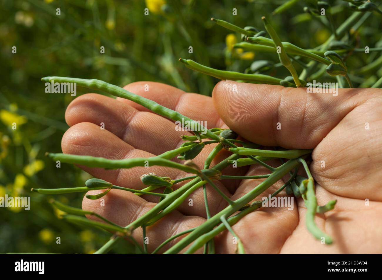 Hand of gardener holds seedling of small plant n her hands inside a ...