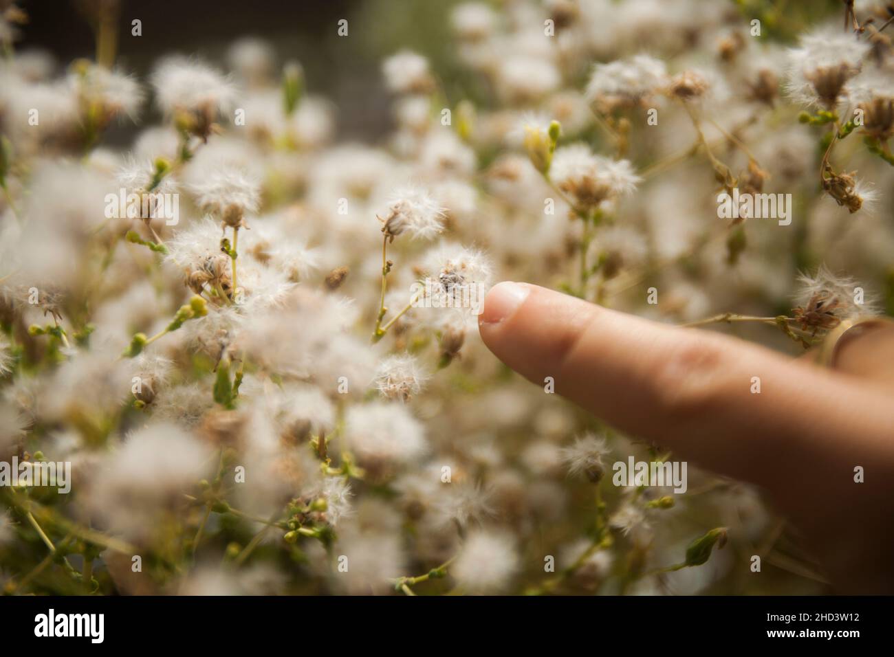 Hand of gardener holds seedling of small plant n her hands inside a ...