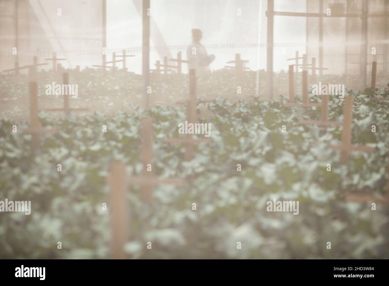 seeding in greenhouse. seeding plants greenhouse. seeding in greenhouse ... seeding in greenhouse. seeding plants greenhouse. seeding in greenhouse ...