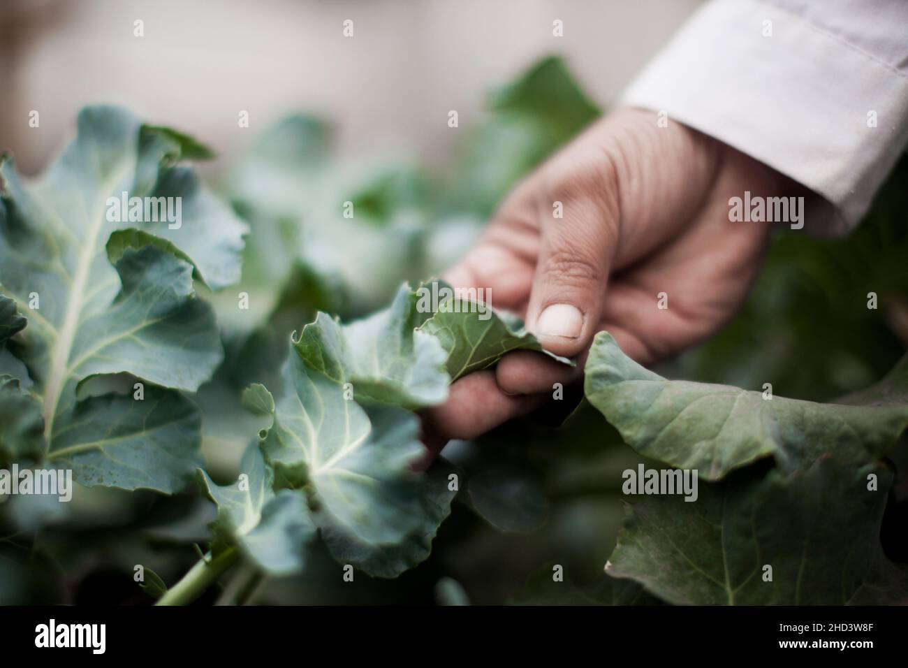 Hand of gardener holds seedling of small plant n her hands inside a ...