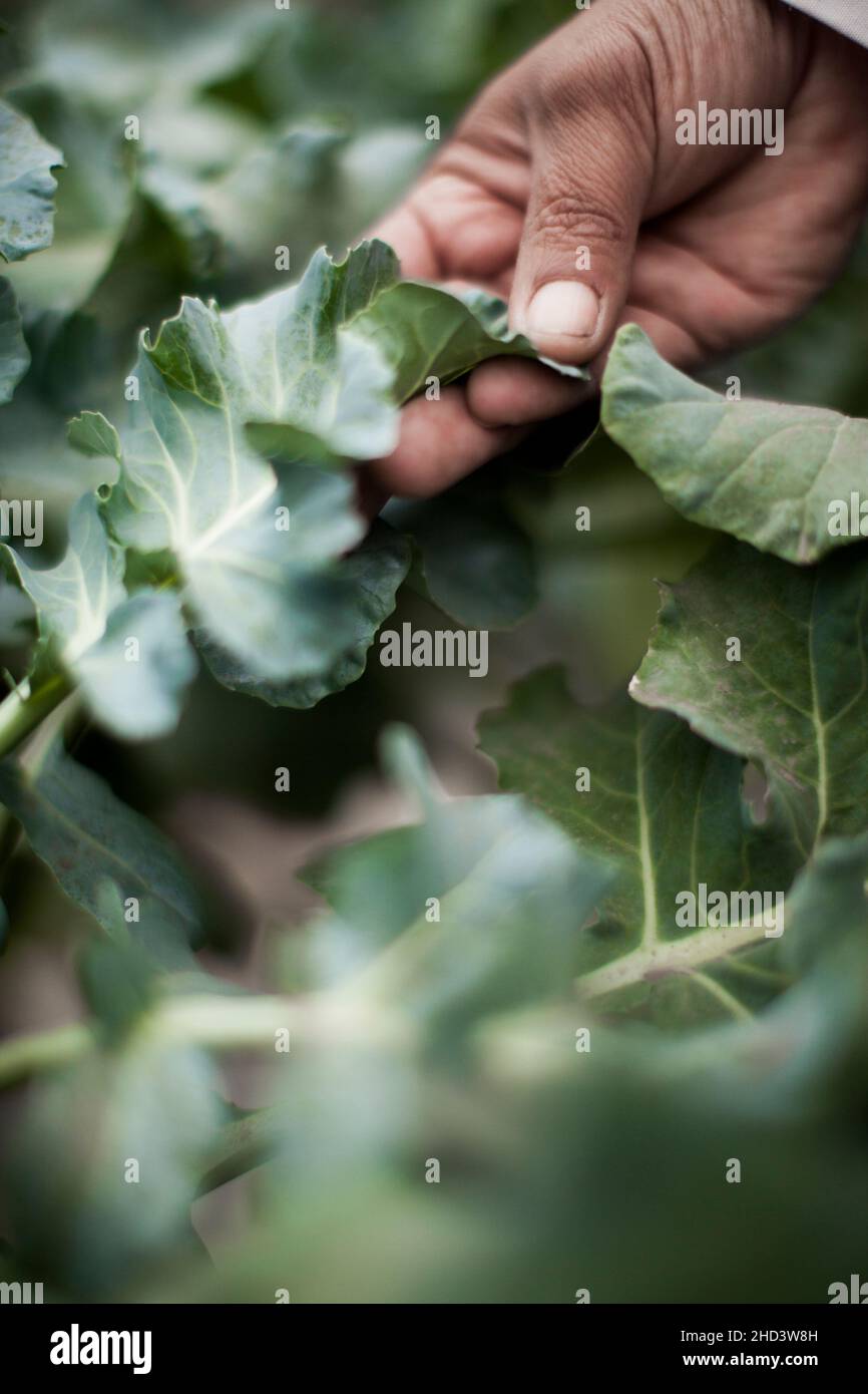 Hand of gardener holds seedling of small plant n her hands inside a ...