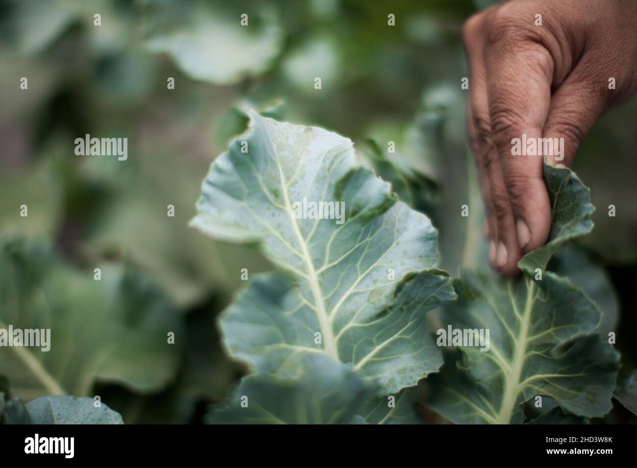 Hand of gardener holds seedling of small plant n her hands inside a ...