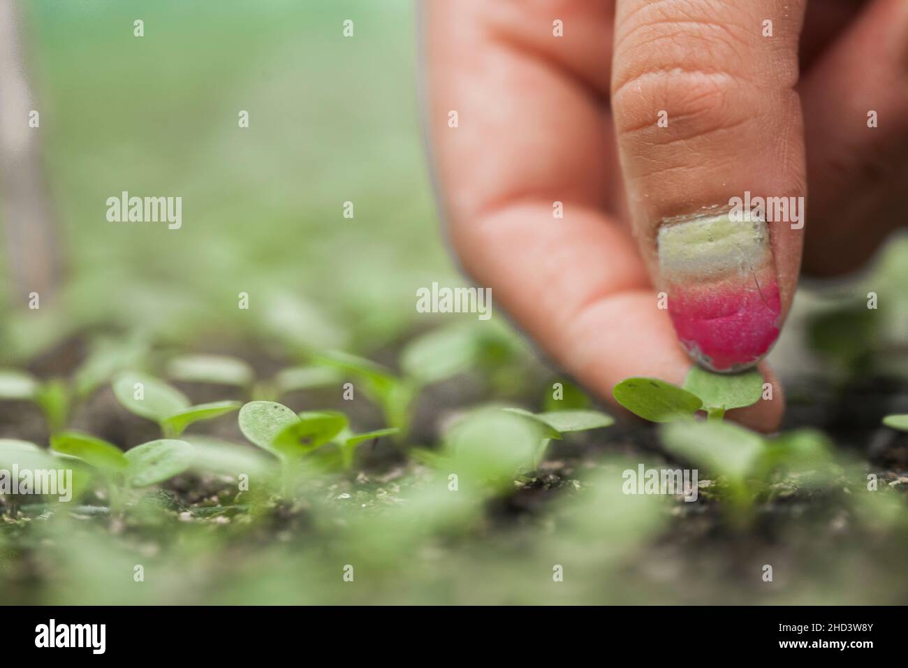Hand of gardener holds seedling of small plant n her hands inside a ...
