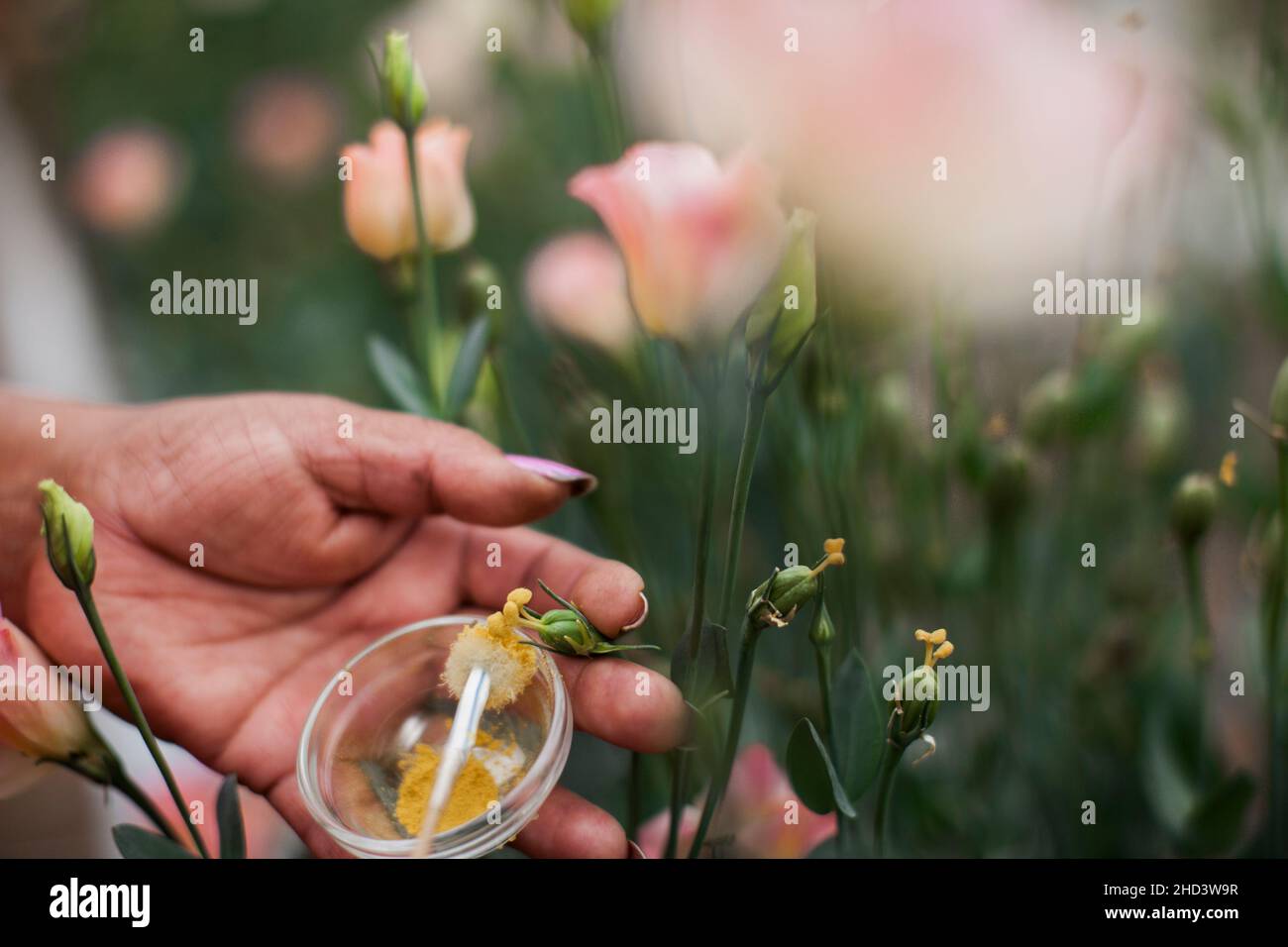 Hand of gardener holds seedling of small plant n her hands inside a ...