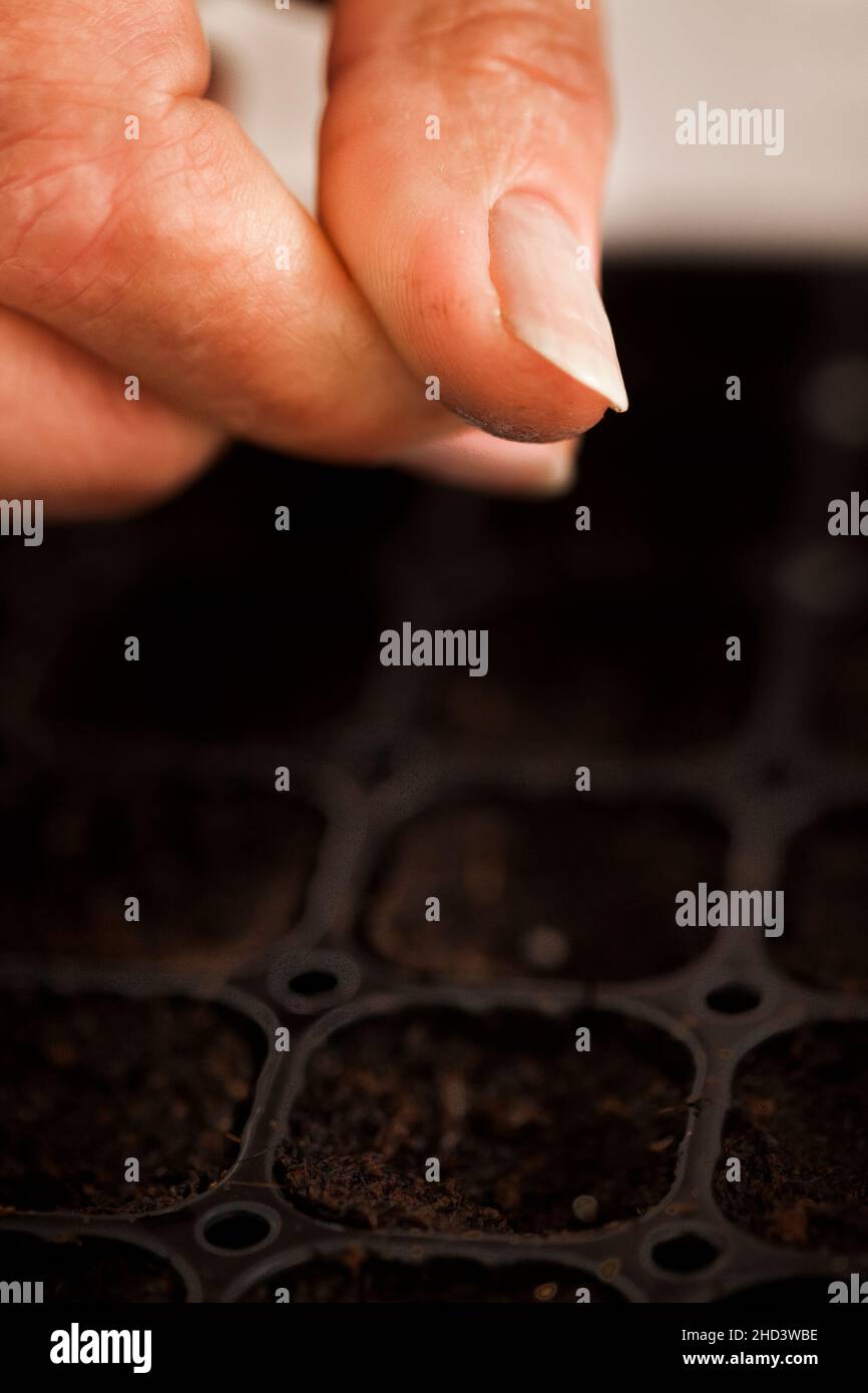 Hand of gardener holds seedling of small plant n her hands inside a ...