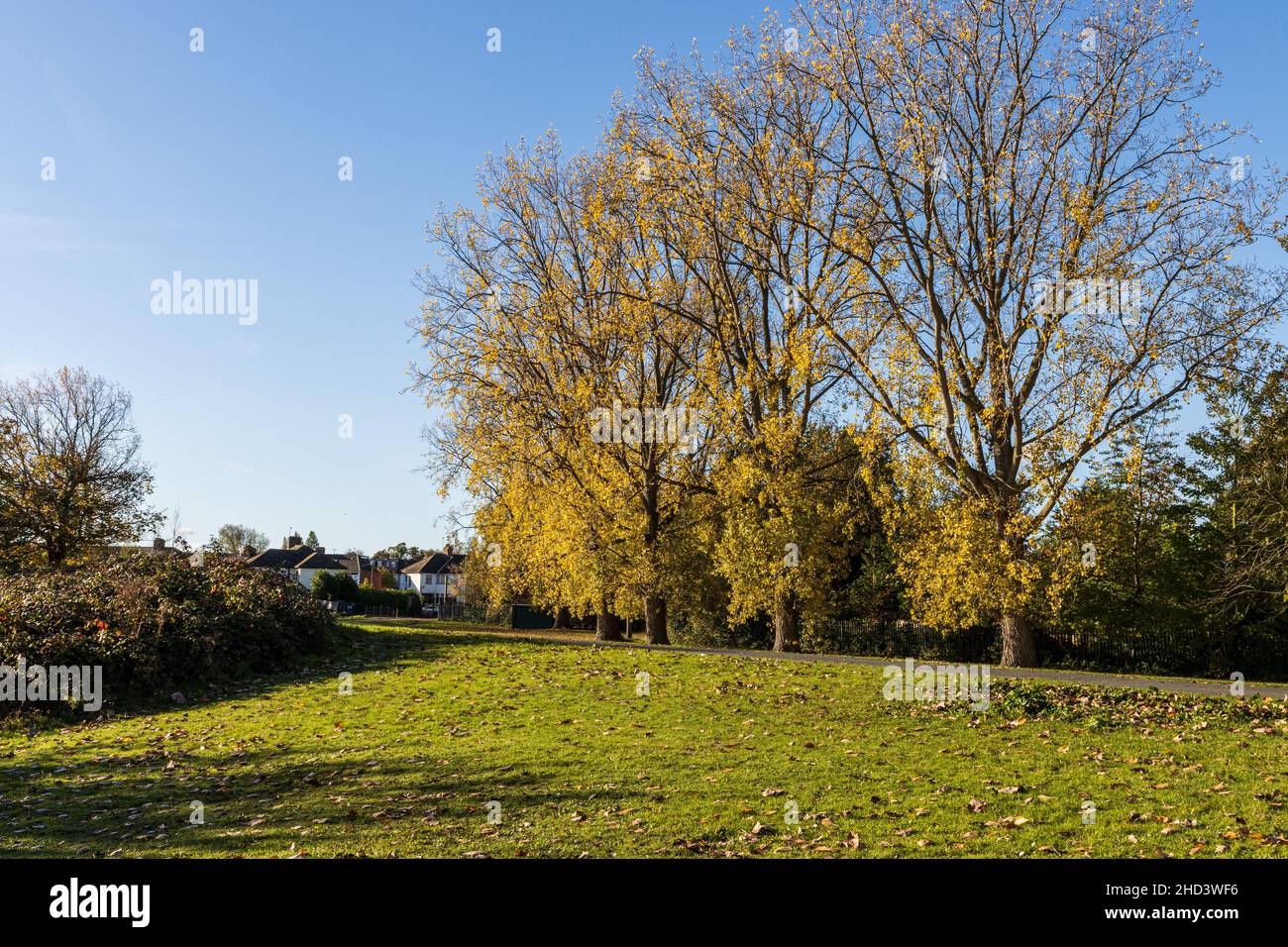 Beautiful shot of a forest scape under the clear skies Stock Photo - Alamy