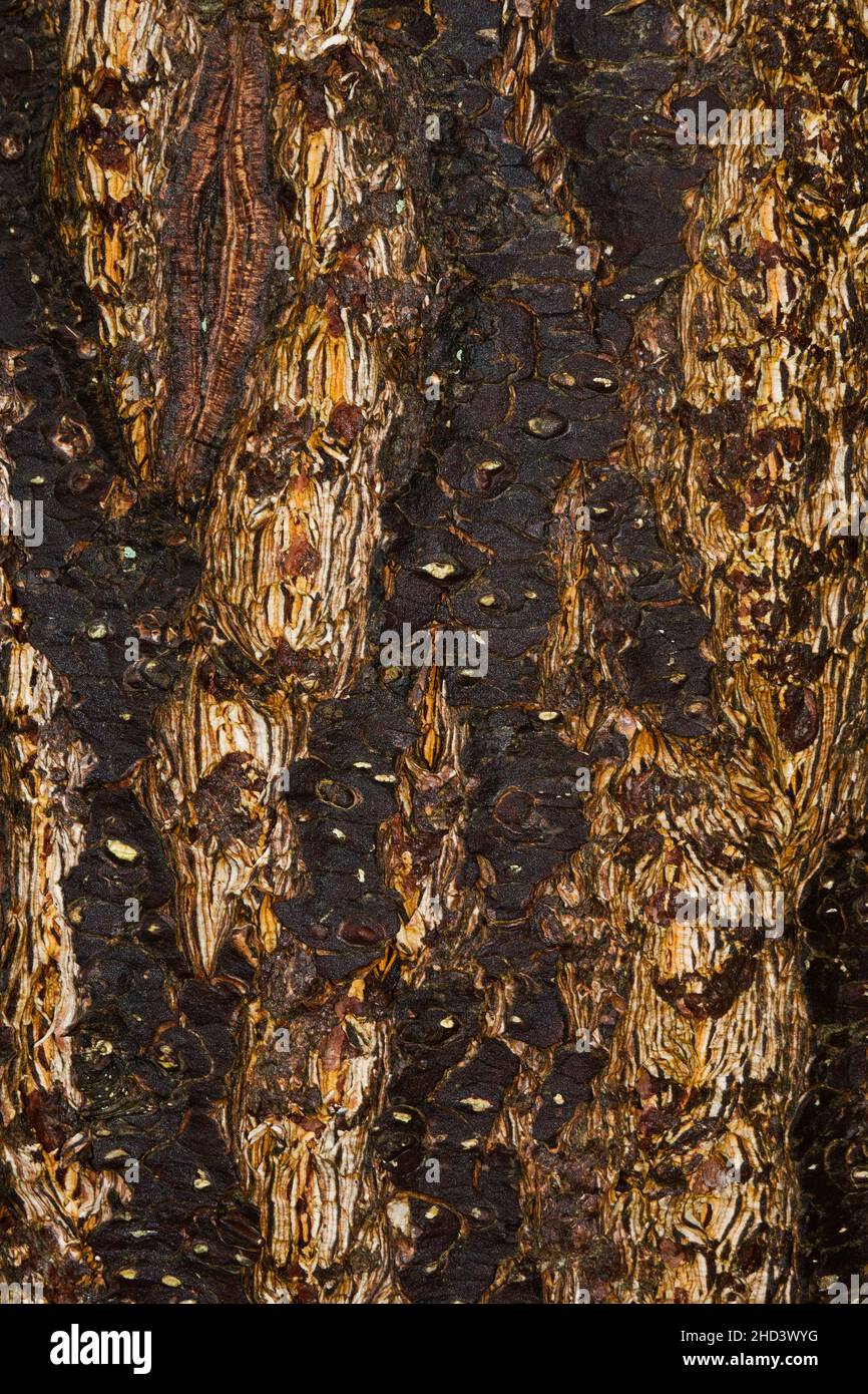 Douglas fir bark pseudotsuga menziesii hi-res stock photography and ...