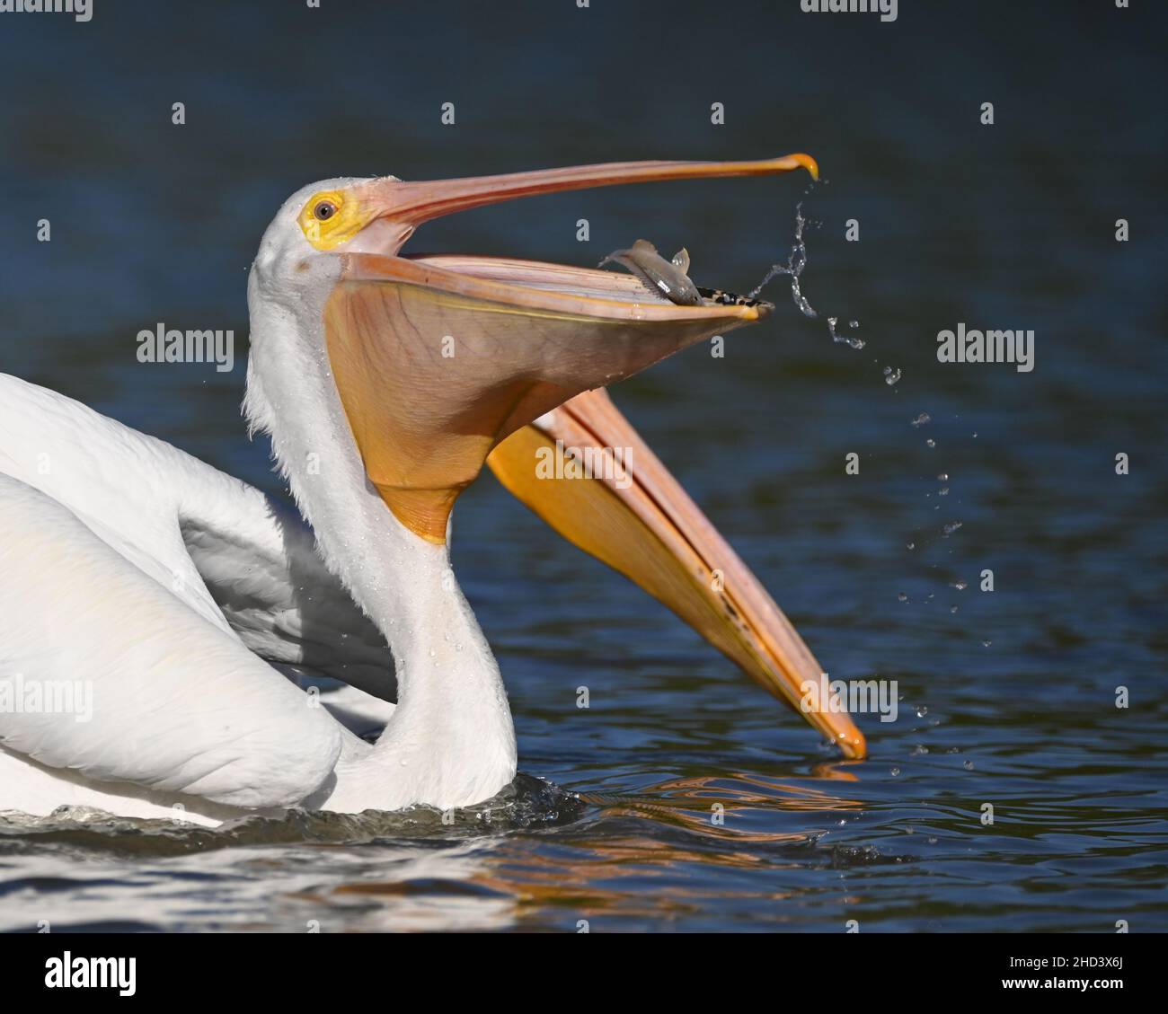 American white pelican eating fish hi-res stock photography and images ...