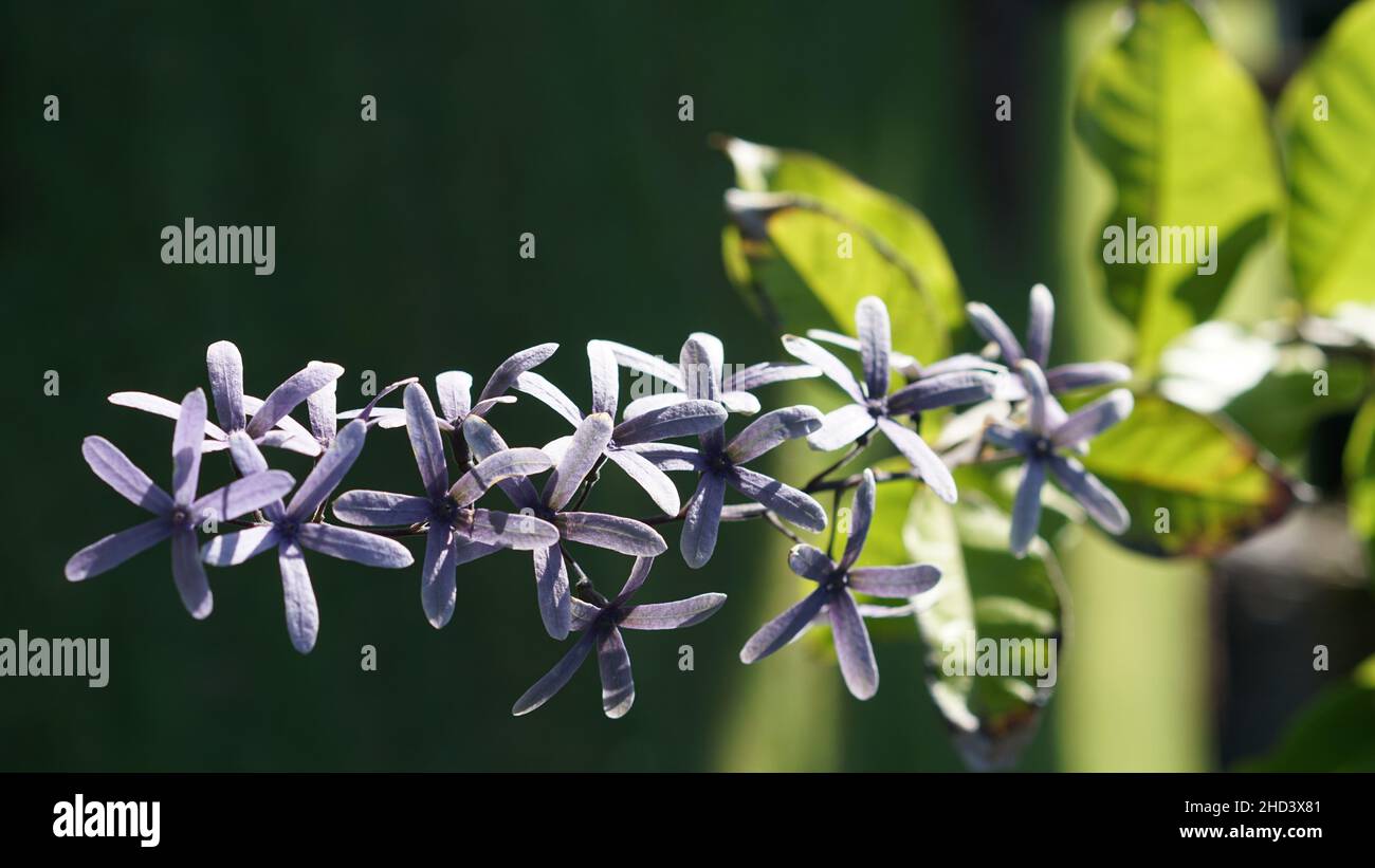 Close-up photos of Petrea volubilis flower Stock Photo - Alamy
