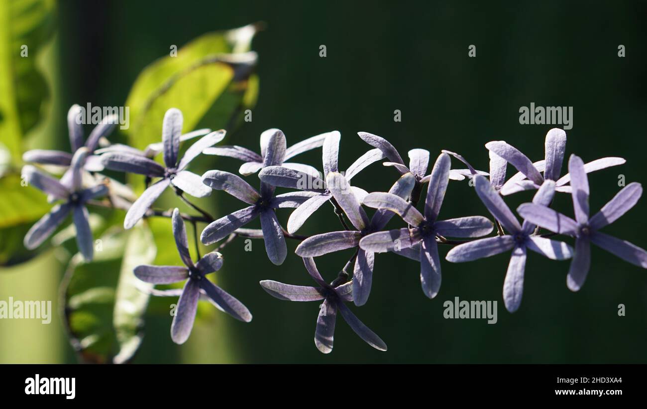Close-up photos of Petrea volubilis flower Stock Photo - Alamy