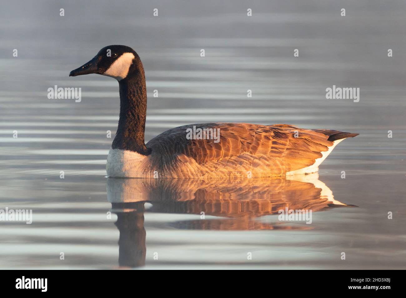 Canada goose face hi-res stock photography and images - Alamy