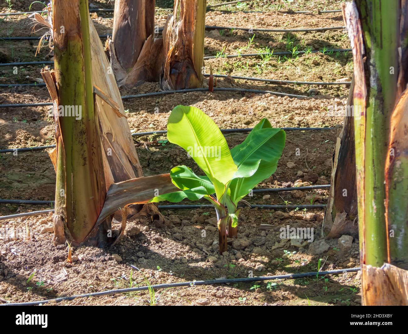 Banana plantation young plants hi-res stock photography and images - Alamy