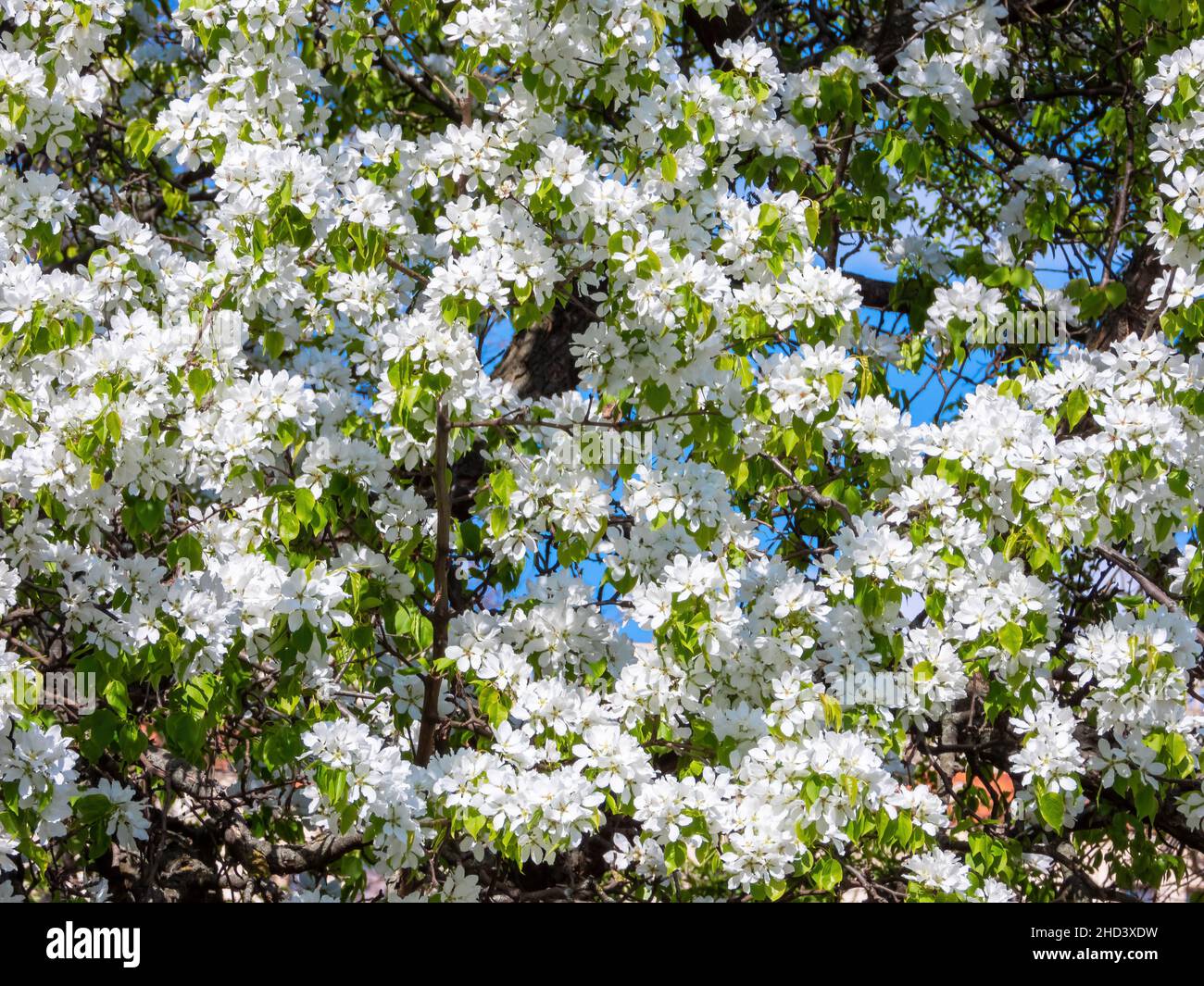 Apple tree with white flowers, close-up view Stock Photo - Alamy