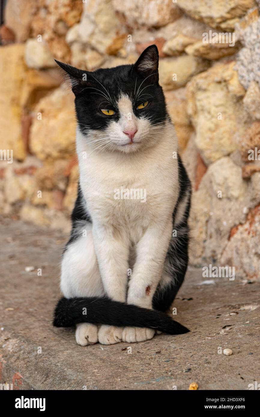 Cat in the streets of Chania, Crete Stock Photo - Alamy