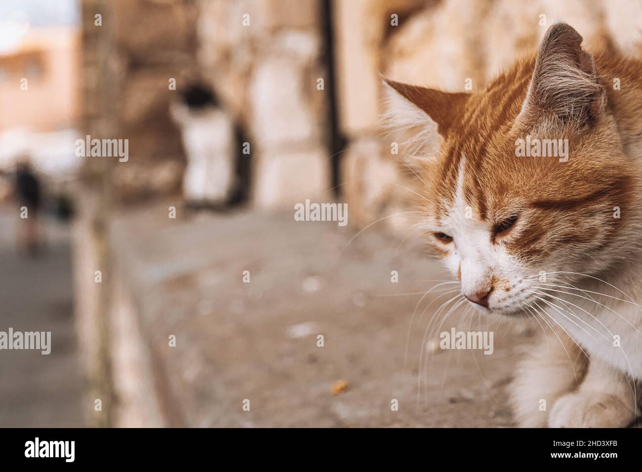 Cats of crete hi-res stock photography and images - Alamy