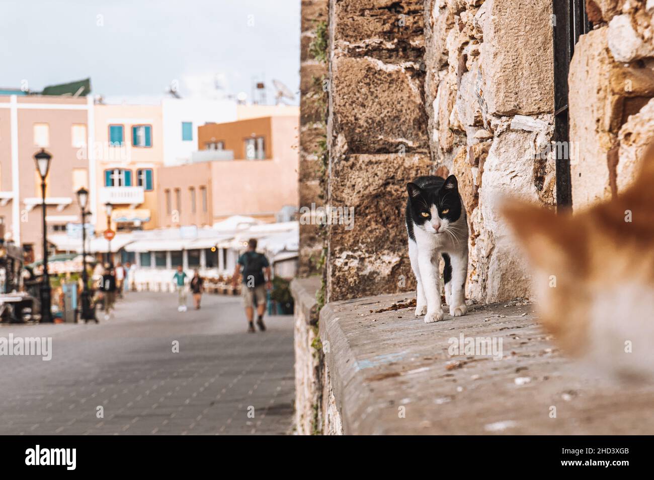 Crete cats hi-res stock photography and images - Alamy