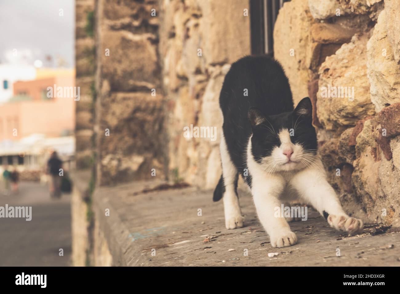 Cat walking in the streets of Chania, Crete Stock Photo - Alamy