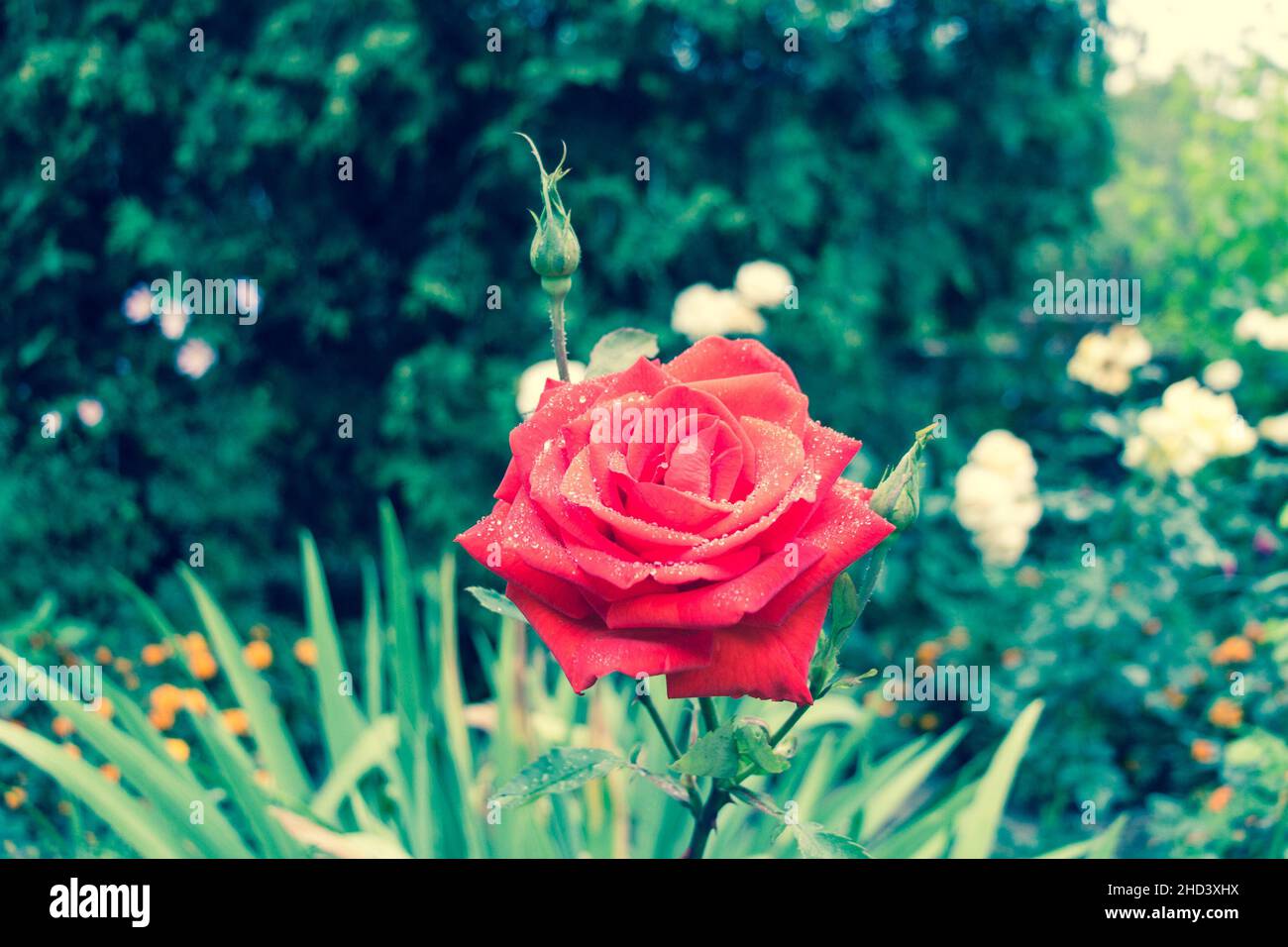 Close up view of a red rose, top view of a rose bud Stock Photo - Alamy