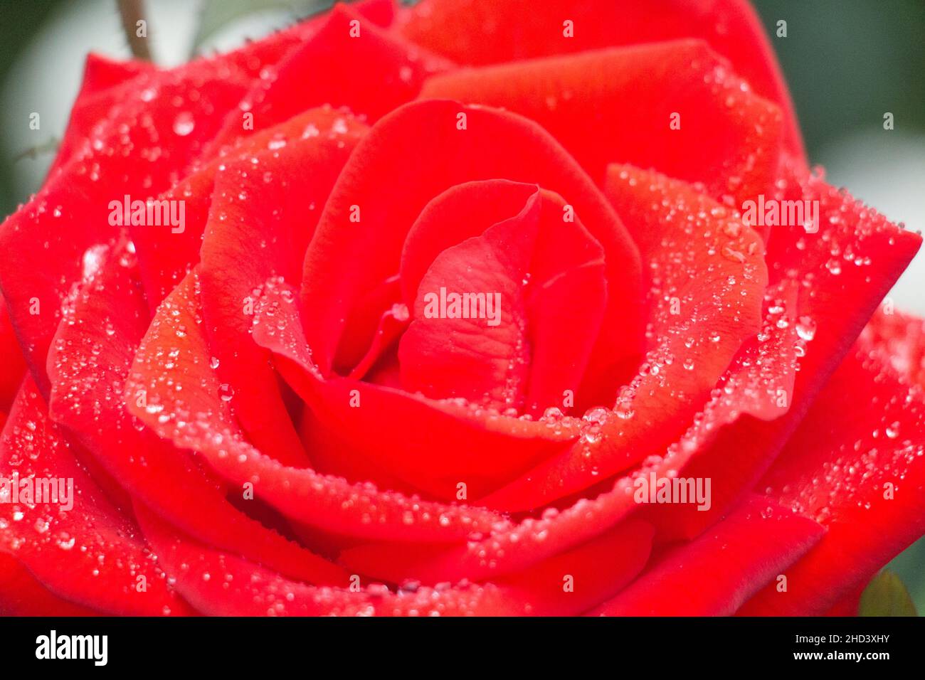 Close up view of a red rose, top view of a rose bud Stock Photo - Alamy