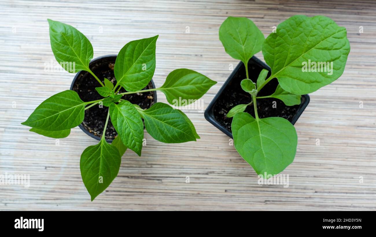 One eggplant sapling and one pepper sapling in plastic pots on the ...