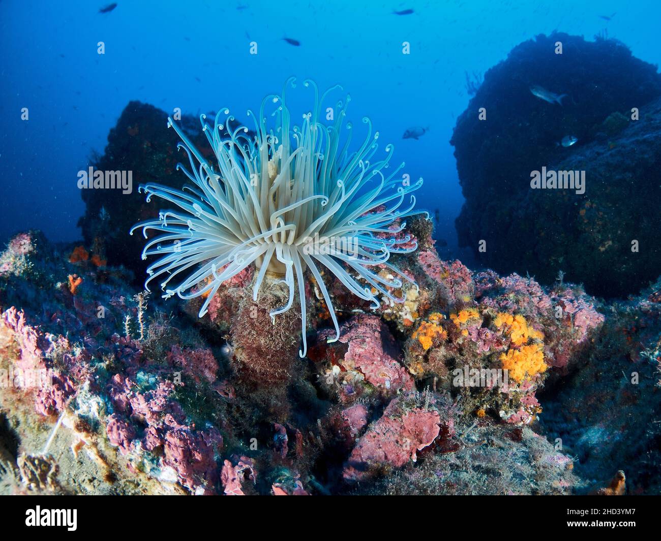 Anemone tube (Cerianthus membranaceus) in the sea bottom Stock Photo ...