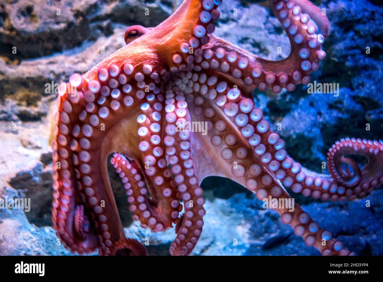 Giant red octopus hi-res stock photography and images - Alamy