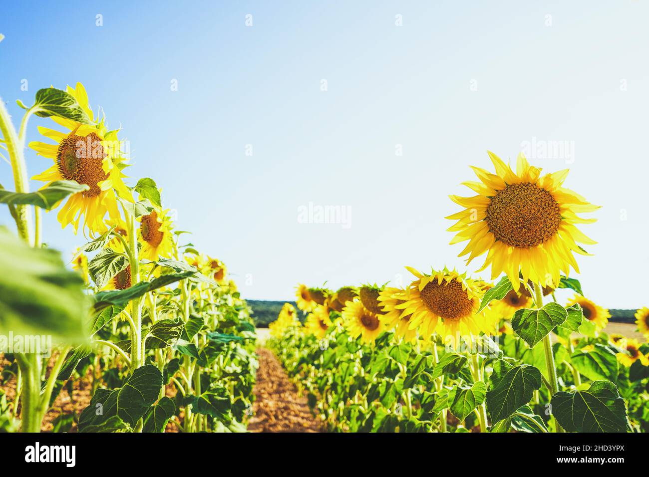 Sunflower field crops in a sunny day Stock Photo - Alamy