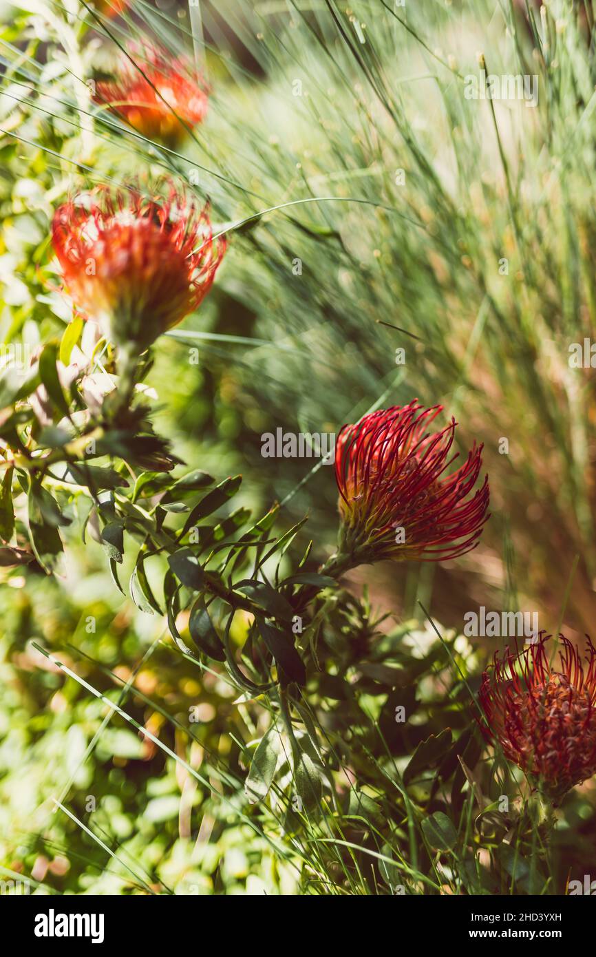 close-up of red Australian protea flower surrounded by tropical plants ...