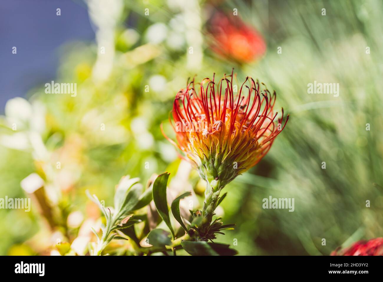 close-up of red Australian protea flower surrounded by tropical plants ...