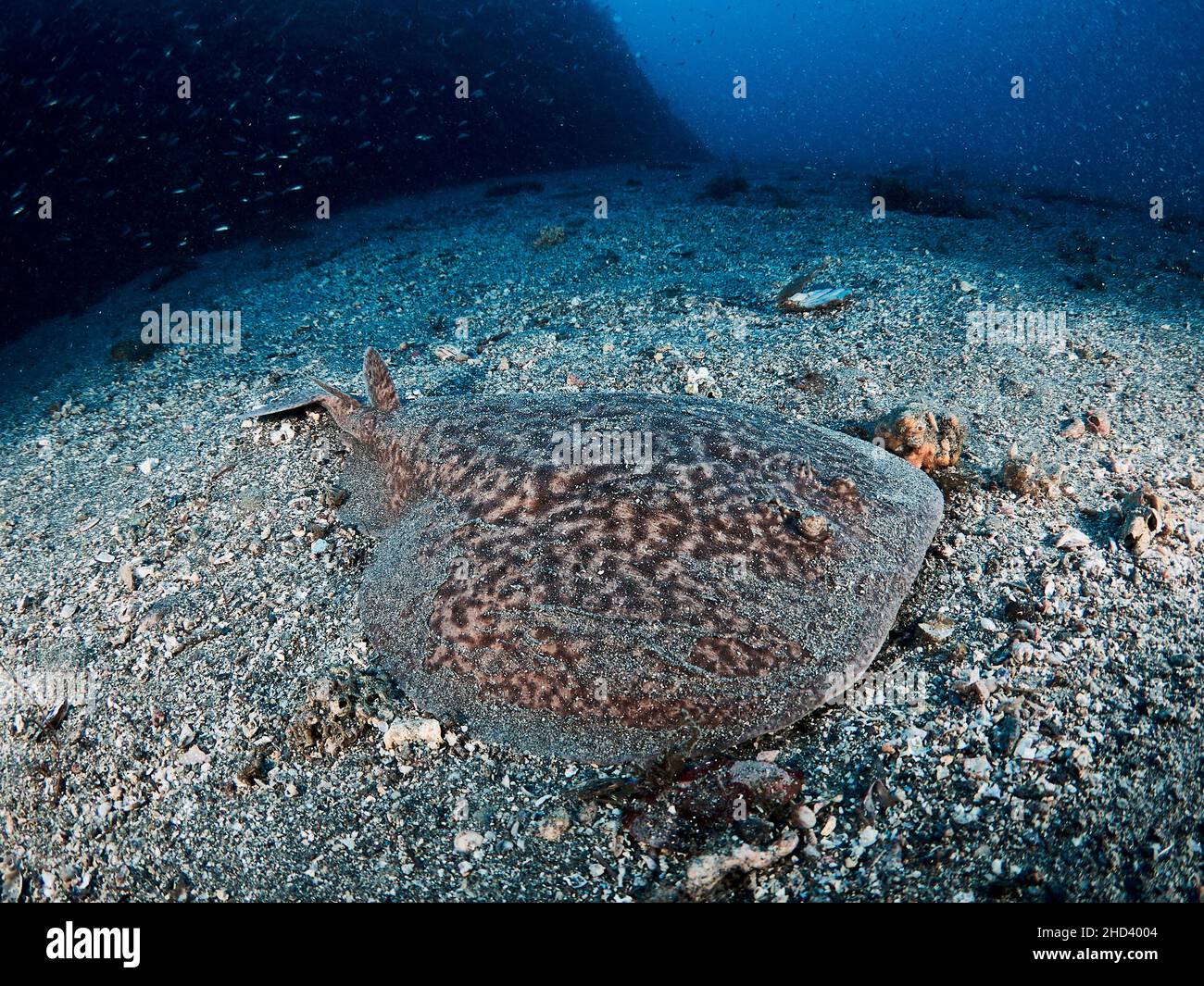 Torpedo marmorata hi-res stock photography and images - Alamy