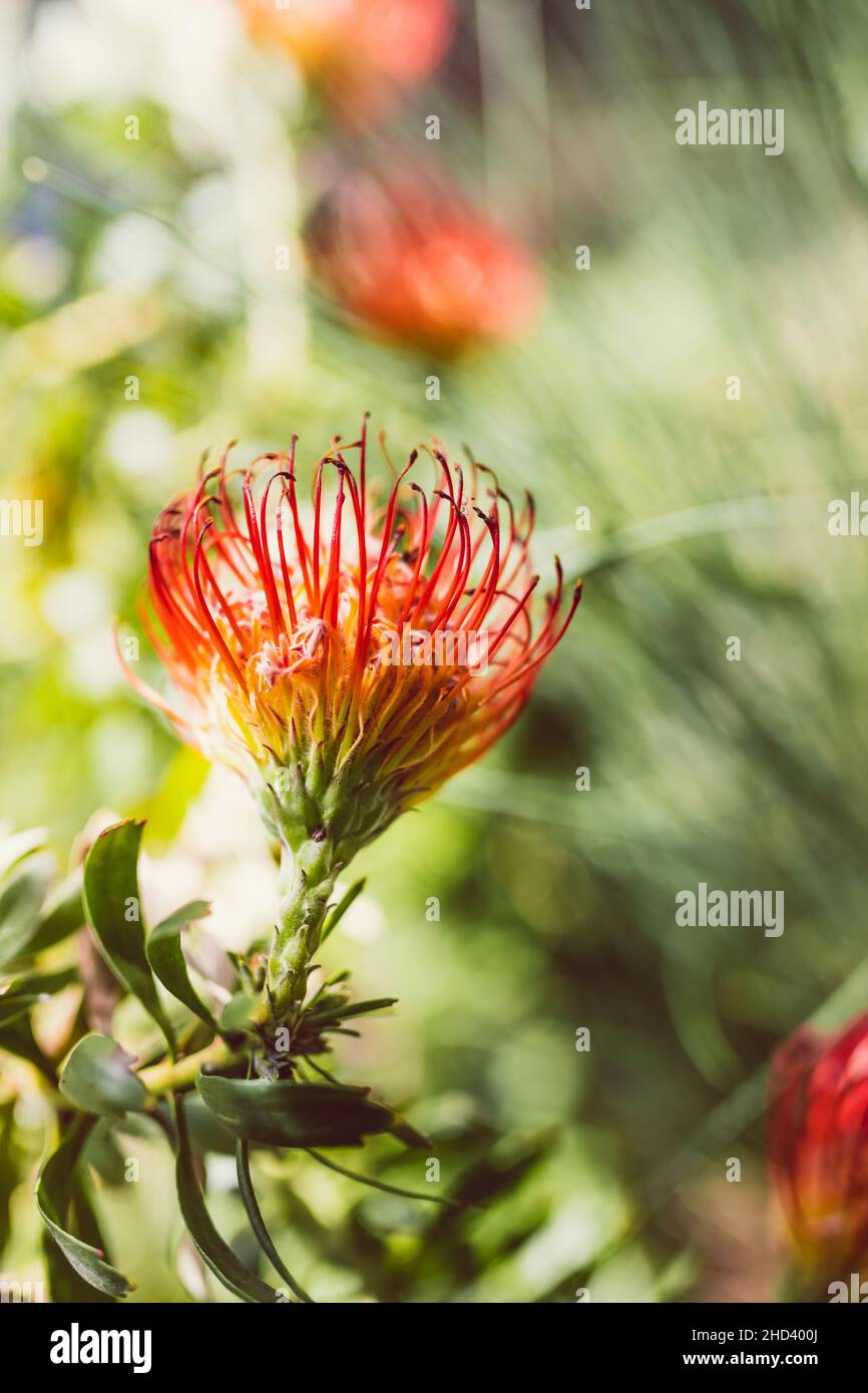 close-up of red Australian protea flower surrounded by tropical plants ...